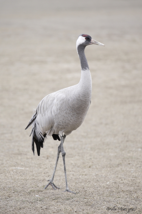 Fotografía de Grullas en Gallocanta - Carlos González